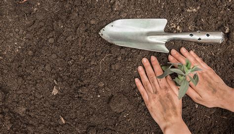 Forest Glenn Arborists Tree Services Milford