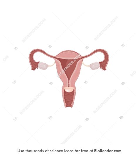 Free Female Reproductive System Cross Section With Diaphragm Icons