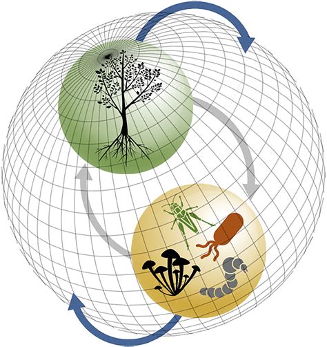 Phytobiomes Contribute To Climate Processes That Regulate Temperature