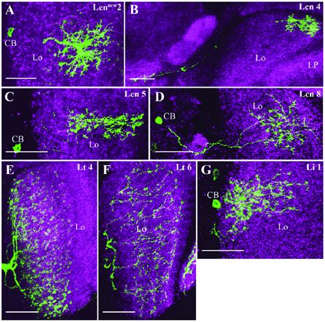 Candidate Glutamatergic Columnar Tangential And Intrinsic Cells Of The