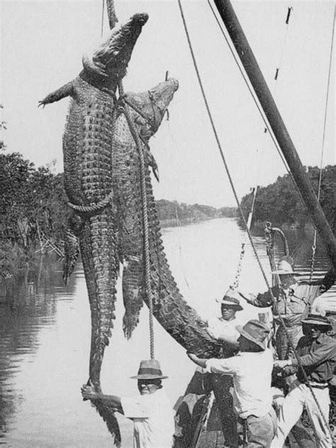 Nt Crocodile Harvesting A World Leading Model For Helping Poor