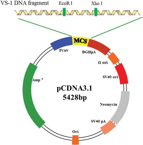 Schematic Diagram For Structure Of Pcdna3 1 Vs 1 Np Download Scientific Diagram