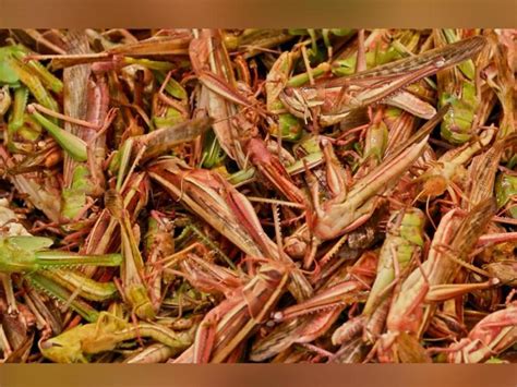 This South Cotabato Town Eats Grasshoppers As A Snack