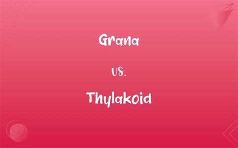 Grana Vs Thylakoid Whats The Difference