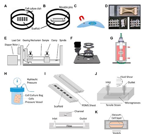 Figure 2 From Soft Bioreactor Systems A Necessary Step Toward Engineered Msk Soft Tissue