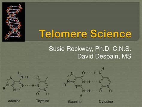 Ppt Telomere Science Powerpoint Presentation Free Download Id2275226
