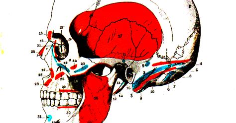 Santiago Fiallos Libros AnatomÍa Humana De Testut Latarjet ImÁgenes