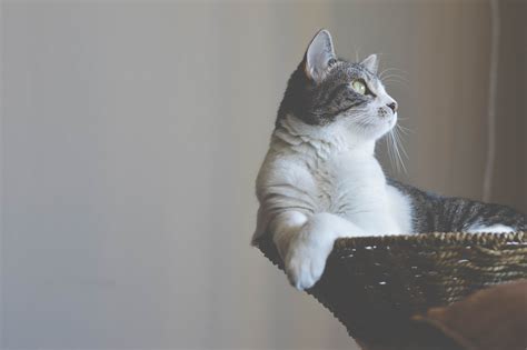 Cat Feline Kitty And Kitten 4k Hd Wallpaper