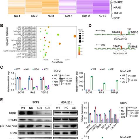 Sost Promotes Bone Metastasis Through The Tgf β Smad3 Signaling A Download Scientific Diagram