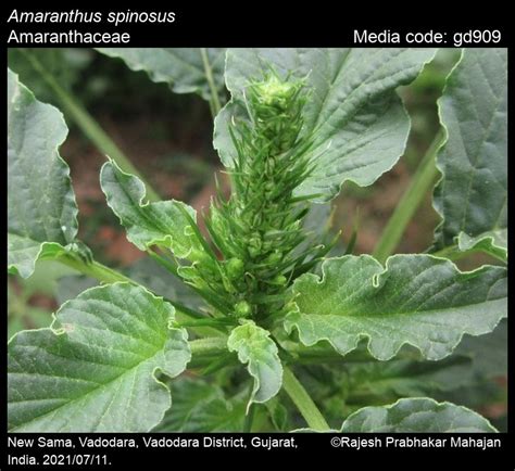 Amaranthus Spinosus Butterfly