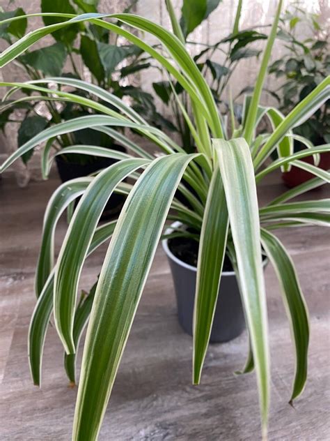 Топ неприхотливых растений для дома🪴 Записки цветовода 🪴 Дзен