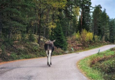 Blog Autumn Moose Forza S Ramblings