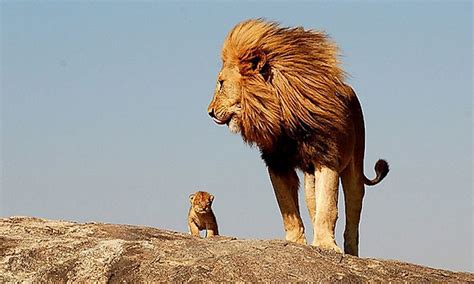 What Different Types Of Lions Are There