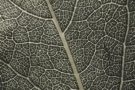 Leaf Surface Detailed Texture Graphic By Giorgadzephotography Creative Fabrica