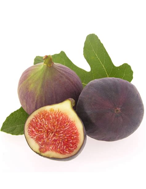 Fig Plant Anjeer Fruit Plant Healthy Live Plant Grafted Amazon In Garden Outdoors
