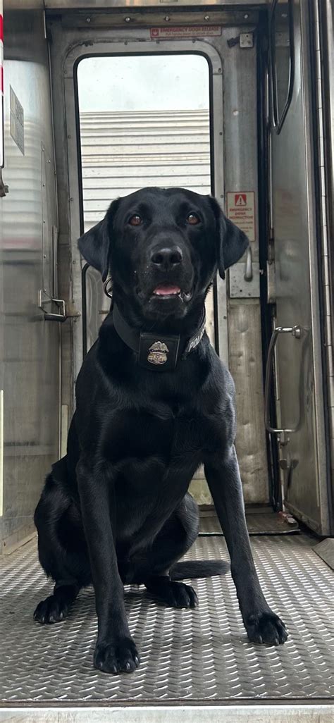 Michael Guarino On Linkedin Amtrak Police K9