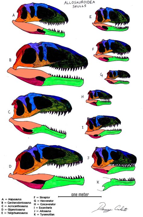 Giganotosaurus Vs Carcharodontosaurus Vs Acrocanthosaurus