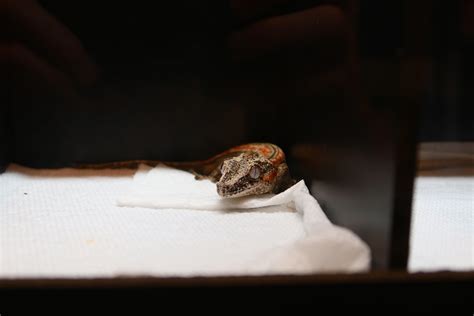 A Pretty Gargoyle Gecko At A Reptile Expo Rreptiles