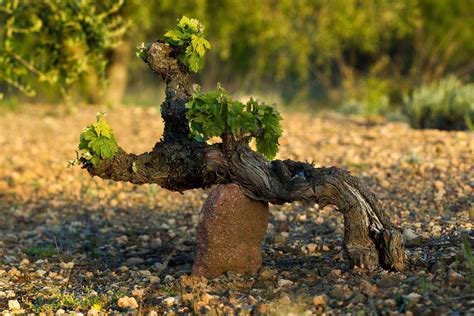 First-Taste Guide to Priorat – Spanish Wine – Opening a Bottle