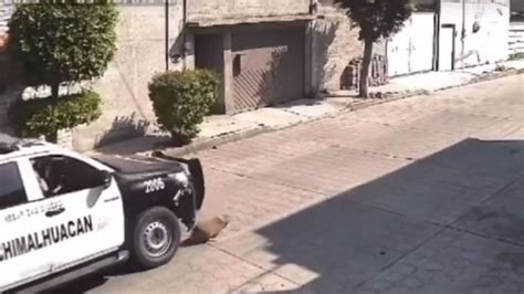 Policías de Chimalhuacán son cesados luego de matar a Peluche un