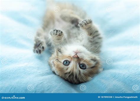 Lindo Gatito En Casa Foto De Archivo Imagen De Hermoso 187890338