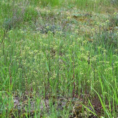 Shell Equinor Jv To Create Uks Largest Independent Oil And Gas Producer Fandl Asia