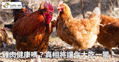 雞肉健康嗎？真相將讓你大吃一驚！ Suiis素易｜素食資訊