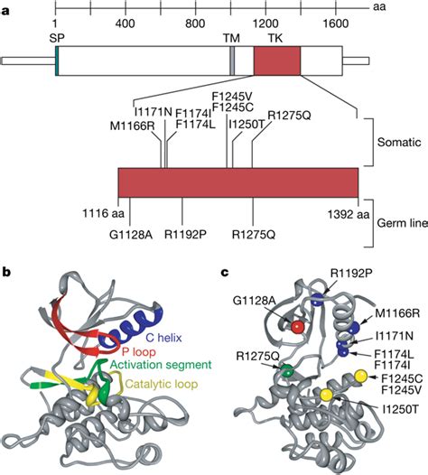 Germline And Somatic Alk Mutationsa Schematic Diagram Indicating