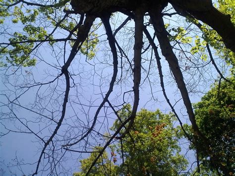 Spider Web Tree Tree Nature Plants