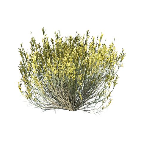 Artstation Rigged Low Poly Xerophytic Plants And Trees Resources