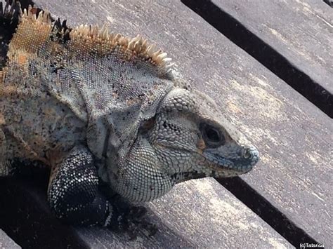 Masguda's site :: Игуана Iguana
