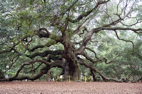 A 500 Year Old Gem The Angel Oak Tree In Charleston Sc