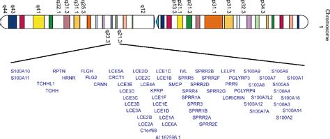 Figure 1 From Potential Role Of The Epidermal Differentiation Complex In The Pathogenesis Of