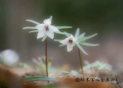 花之江の郷撮影会 栃木写心塾