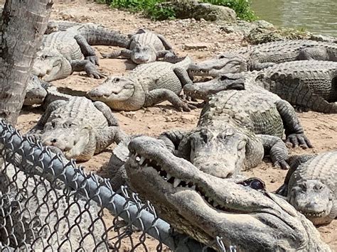 Everglades Alligator Farm All You Need To Know Before You Go 2025