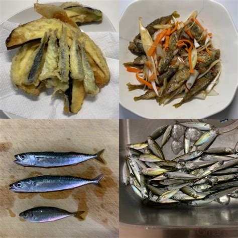 2023年5月3日 北条湾釣行 神奈川県のアジの釣り情報 Gmanjp