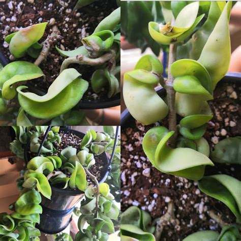 Why Does My Hoya Plant Have Yellow Leaves At Annie Burress Blog