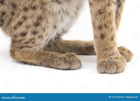 Sunda Leopard Cat Prionailurus Javanensis In The Borneo Jungle Of