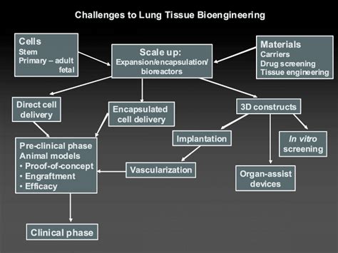 Schematic Of Challenges And Issue For Lung Bioengineering Slide