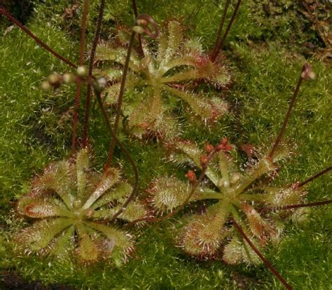 Drosera Jacoby Photos