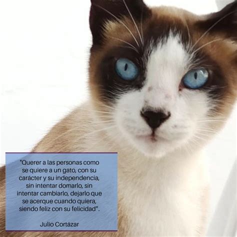 Los gatos nos enseñan a querer Cats Animals