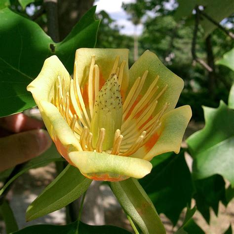 Tulpmedis Gelsvažiedis Medlijas