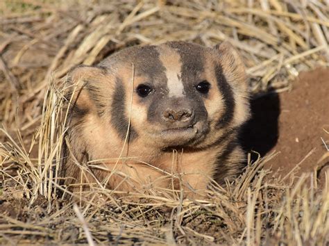 Us 83250 The American Badger Is A Solitary Mammal Found In Open Grasslands And Prairies