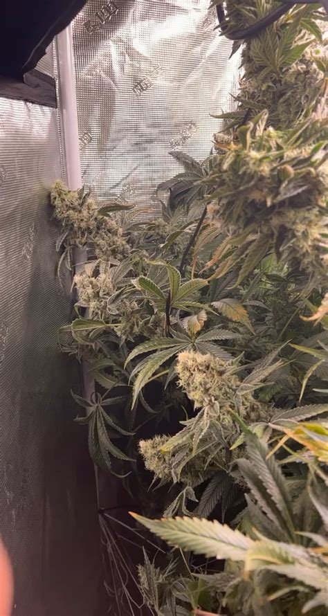 My Last Dwc Grow R Dwc
