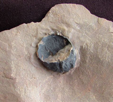 Rare Mollusk Fossil Mysite