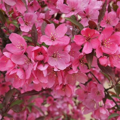 Lollipop® Crabapple Proven Winners Colorchoice Flowering Shrubs