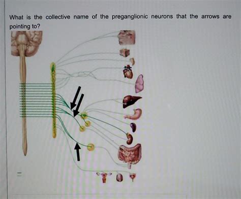 Solved What Is The Collective Name Of The Preganglionic Chegg Com