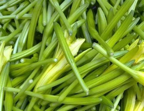 千年土著花卉瑰寶藥食同源的黃花菜 每日頭條