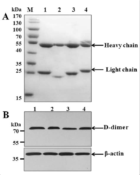 Characterization Of Anti D Dimer Antibodies A Reduced Sds Page Download Scientific Diagram