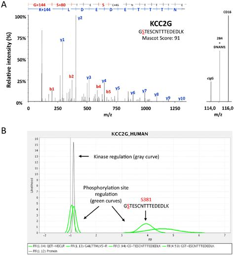 Quantification Of Kinase Phosphorylation Induced By Activating Nk Cell Download Scientific